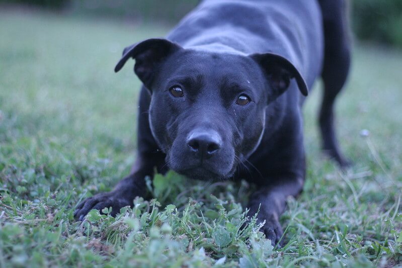 222+ Western, Southern, and Country Dog Names - The Dogman