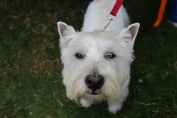 175+ West Highland White Terrier Name Ideas – The Ultimate List! - The ...