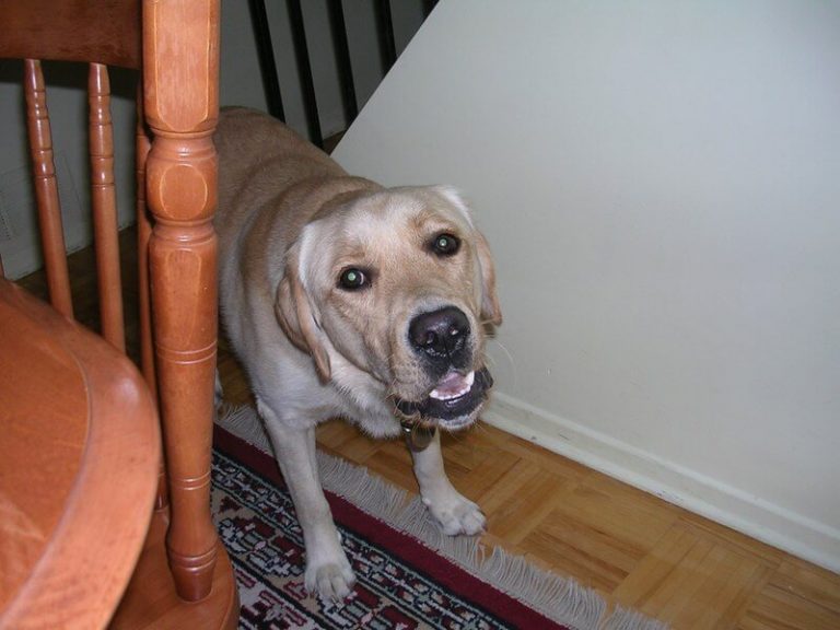 How to Train Dogs to Sit - The Dogman