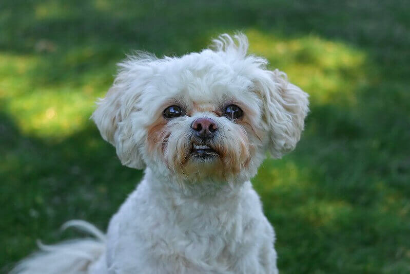 Top 200 Amazingly Unique Curly-Haired Dog Names - The Dogman