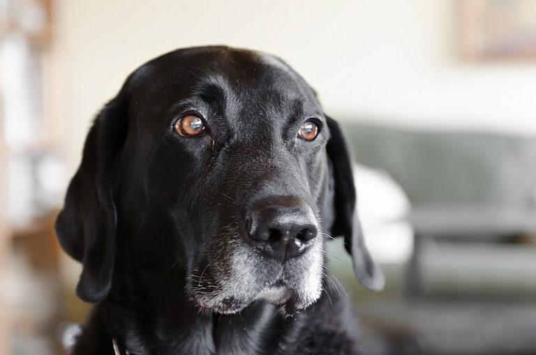 222+ Western, Southern, and Country Dog Names - The Dogman