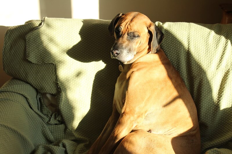 Do Your Dogs Need Sunlight? - The Dogman