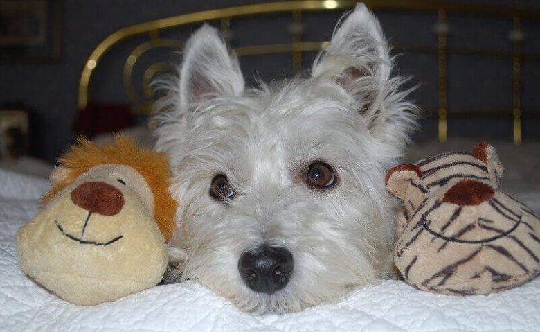 The Dogman: The Place for Dog Owners and Lovers