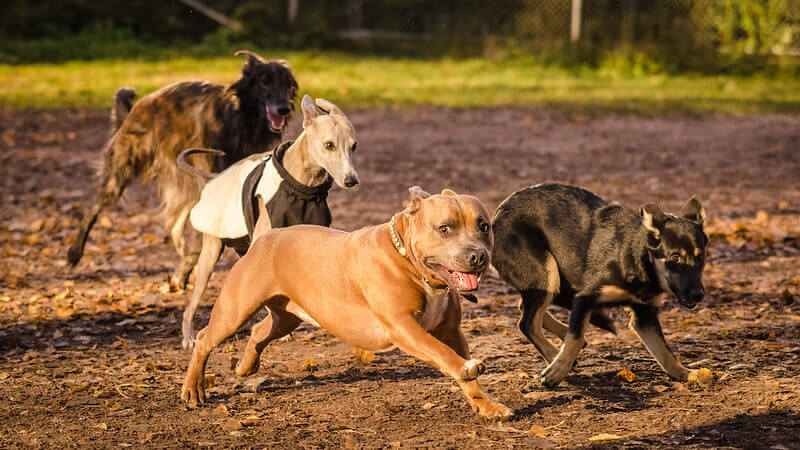 How to Socialize Adult Dogs - The Dogman