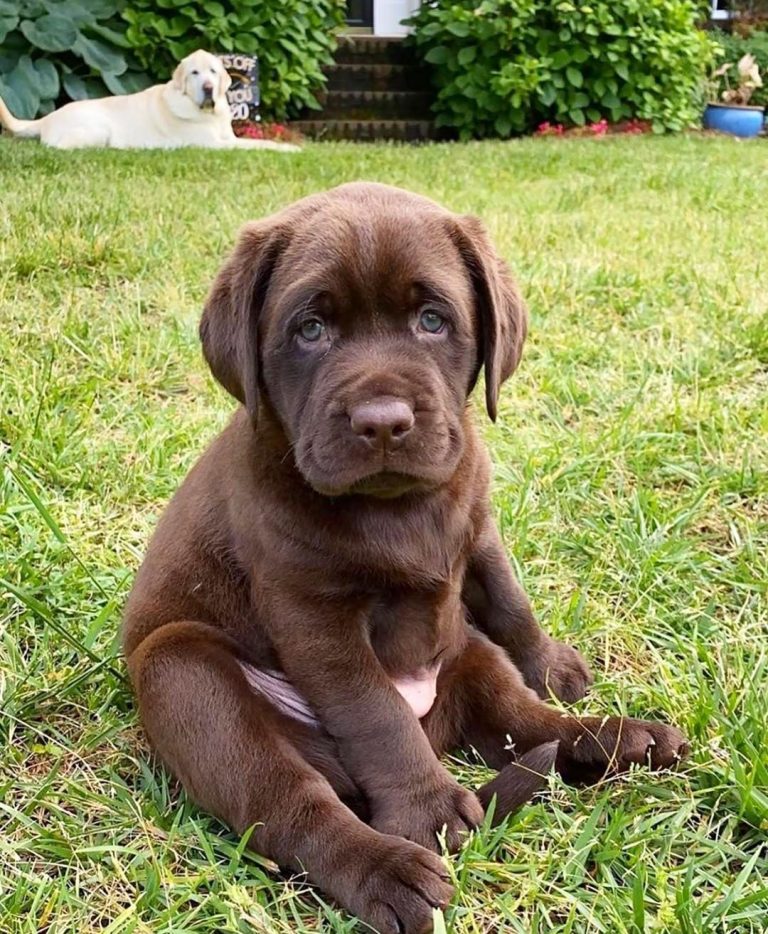 14 Signs You Are A Crazy Labrador Person - The Dogman