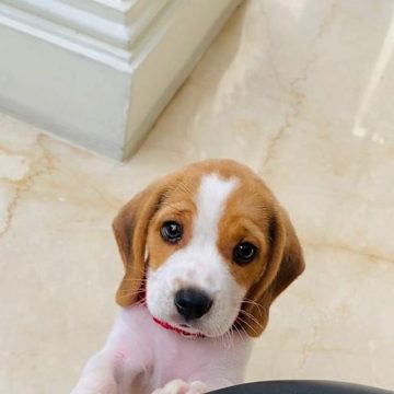 14 Signs You Are A Crazy Beagle Person - The Dogman