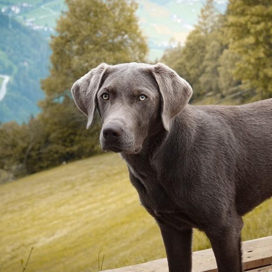 14 Signs You Are A Crazy Labrador Person - The Dogman