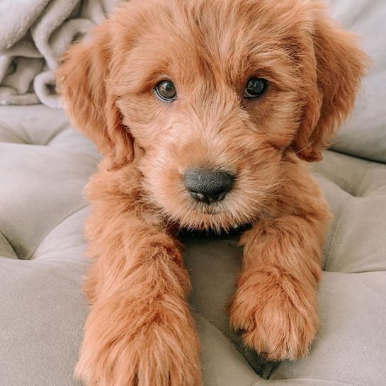 14 Signs You Are a Crazy Goldendoodle Person - The Dogman