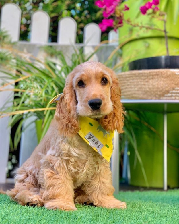 14 Signs You Are A Crazy Cocker Spaniel Person - The Dogman