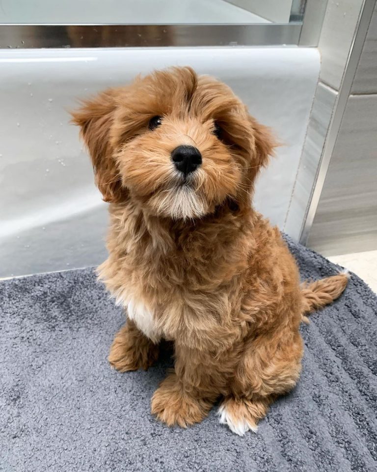 14 Signs You Are a Crazy Goldendoodle Person - The Dogman