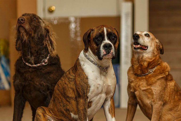 How to Train Dogs to Sit - The Dogman