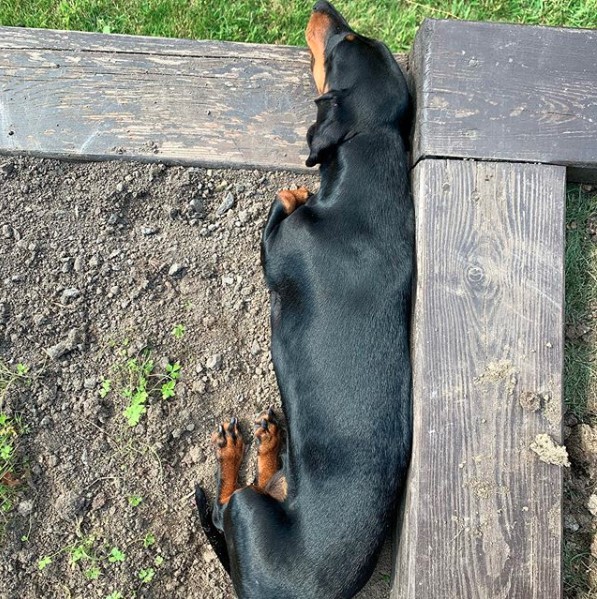 14 Reasons Dachshunds Are Not The Friendly Dogs Everyone Says They Are ...