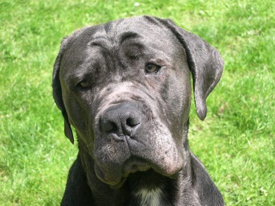 200+ Most Popular Cane Corso Dog Names Of 2020 - The Dogman