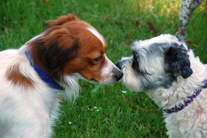 How to Socialize Adult Dogs - The Dogman