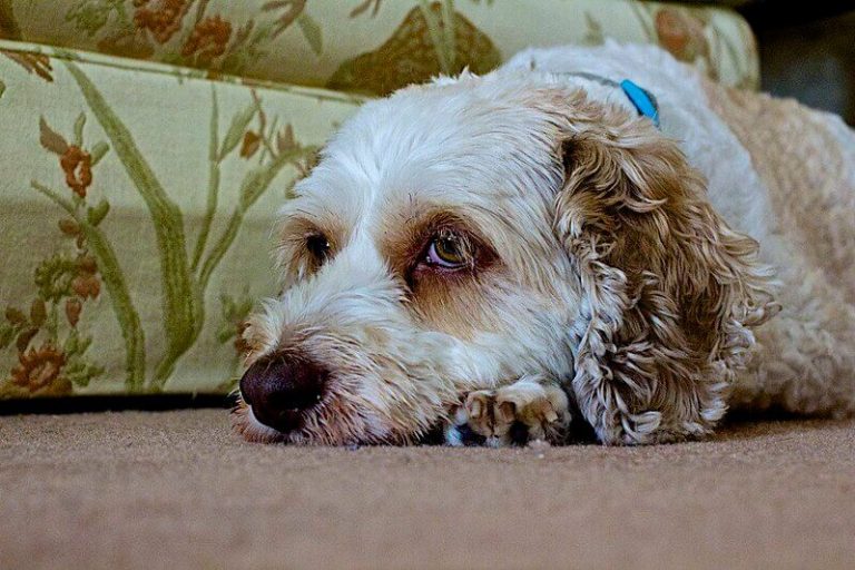 15 Funny Jack Russell Memes That Will Make Your Day! - The Dogman