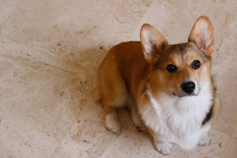 350+ Corgi Names - Ideas That Will Suit Them Perfectly - The Dogman