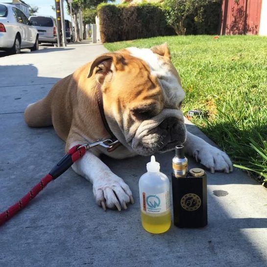 Is It Safe To Vape Around Your Dog? - The Dogman
