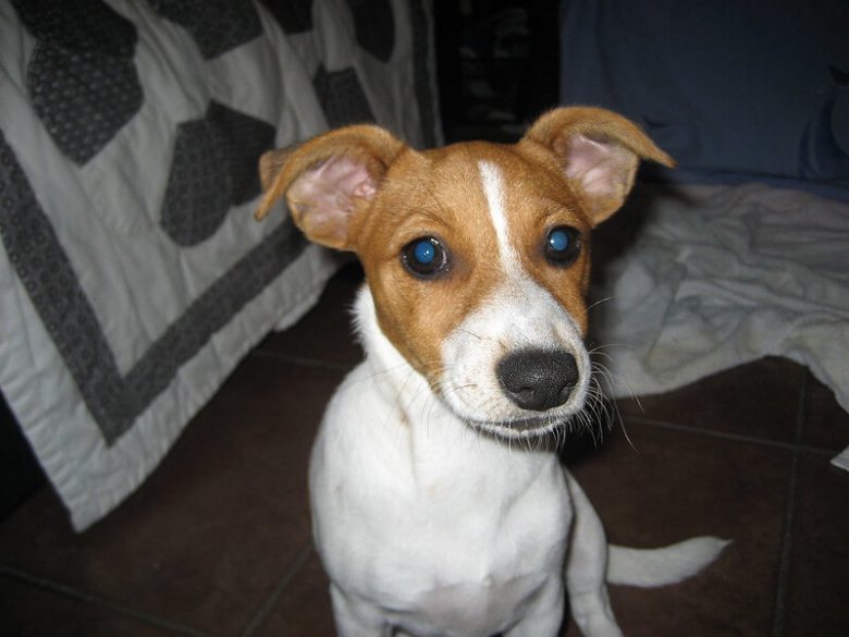 The 350+ Most Popular Jack Russell Names of the Year - The Dogman