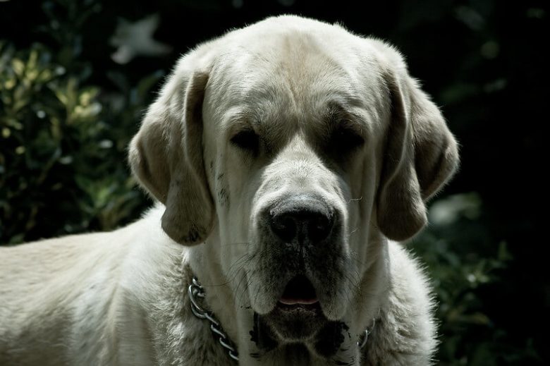 300+ Charming Spanish Dog Names - The Dogman