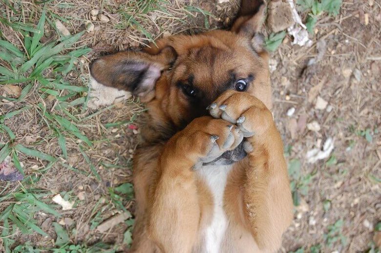 Do Dogs Understand Human Language? - The Dogman