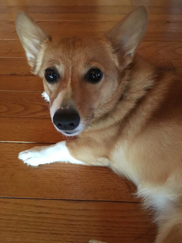 350+ Corgi Names - Ideas That Will Suit Them Perfectly - The Dogman