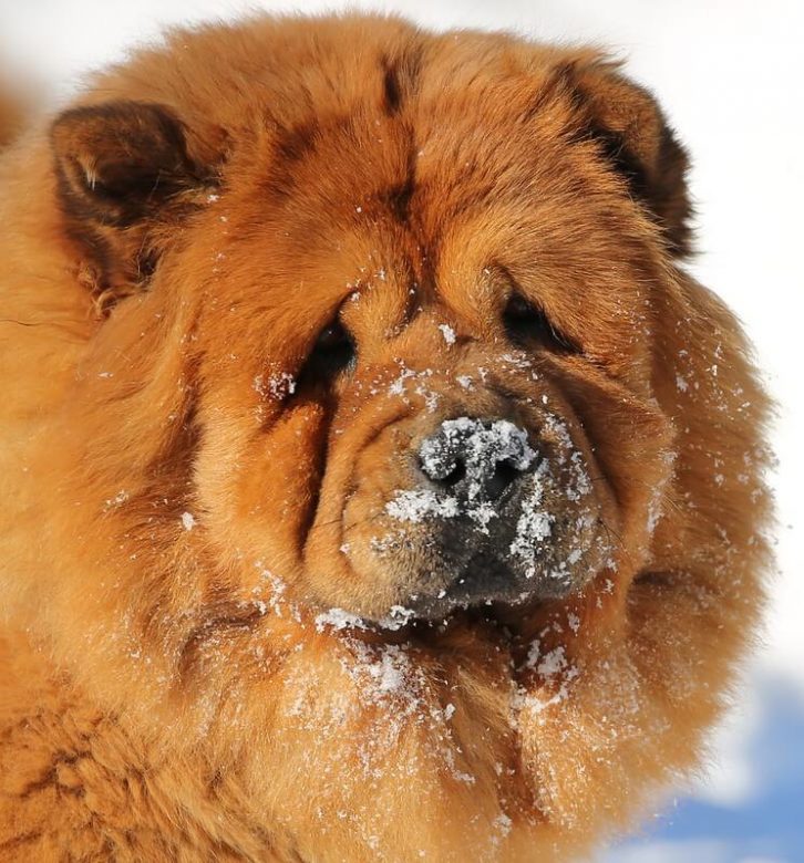 180+ Most Popular Chow Chow Names Of 2020 - The Dogman
