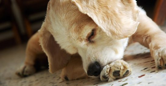 Why Do Dogs Chew Their Feet? - The Dogman
