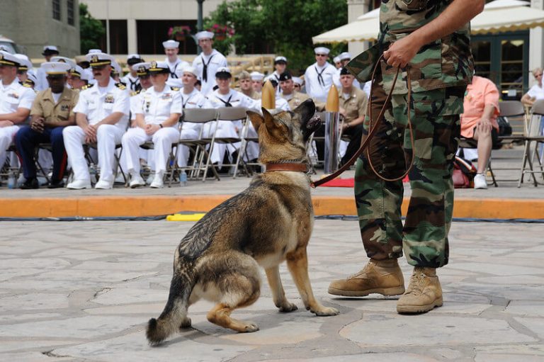 250+ Military Name Ideas Perfect For Your Dog - The Dogman