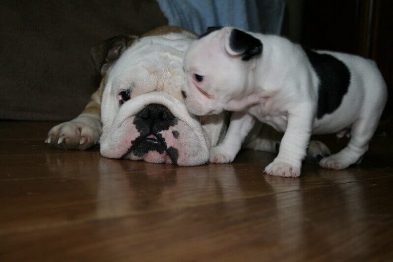 The 250+ Most Popular English Bulldog Names of 2020 - The Dogman