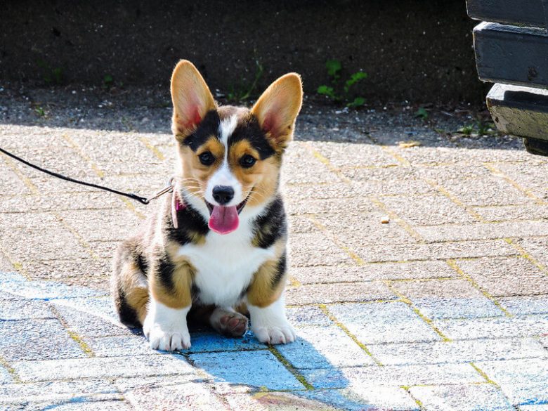 350+ Corgi Names - Ideas That Will Suit Them Perfectly - The Dogman