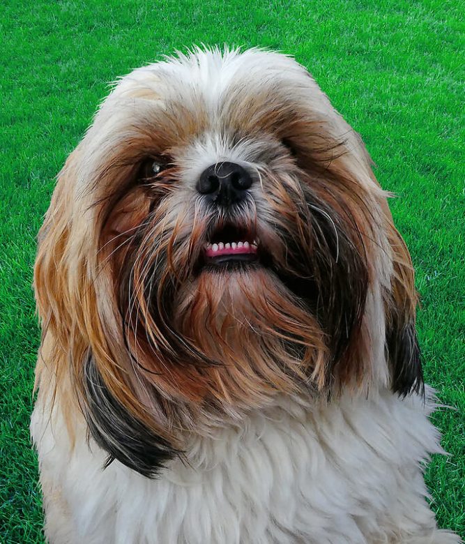 The 250+ Most Popular Shih Tzu Dog Names of 2020 - The Dogman