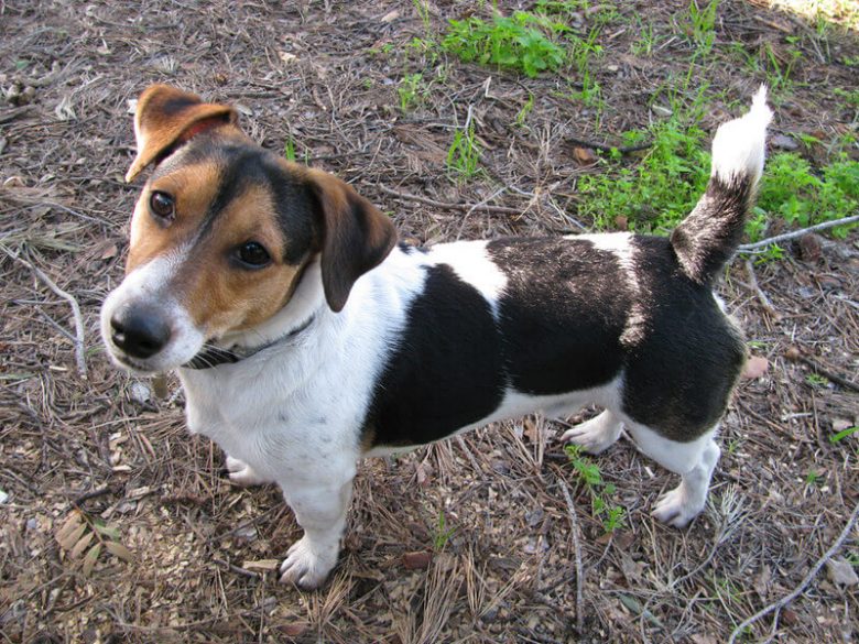 The 350+ Most Popular Jack Russell Names of the Year - The Dogman