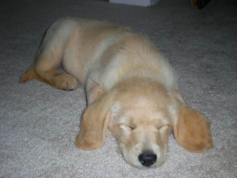 Can I Housebreak a Puppy Without Using a Crate? - The Dogman