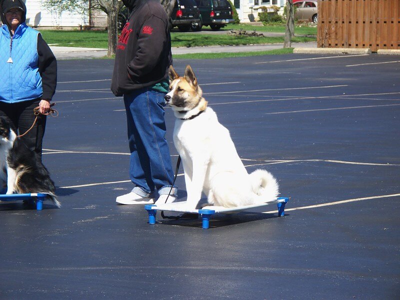 How to Train Dogs to Sit - The Dogman