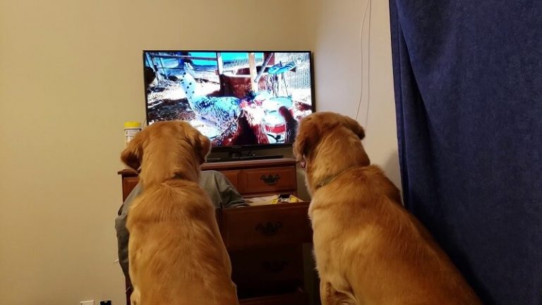 Is Watching TV Bad for Dogs? - The Dogman