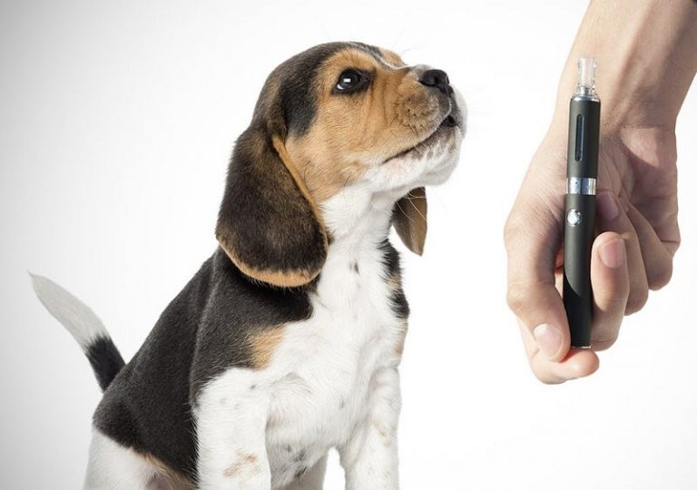 Is It Safe To Vape Around Your Dog? - The Dogman