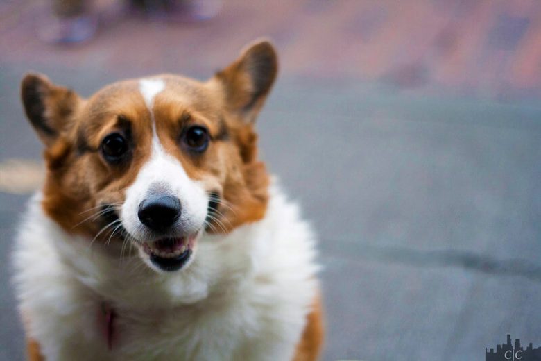 350+ Corgi Names - Ideas That Will Suit Them Perfectly - The Dogman