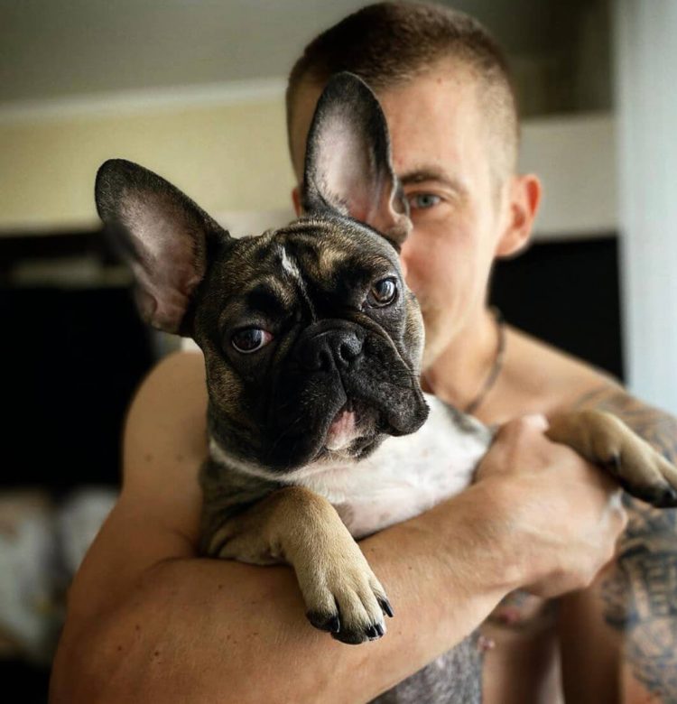 Top 14 Things French Bulldogs Don’t Like - The Dogman