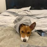 14 Pictures Only Basenji Owners Will Think Are Funny - The Dogman
