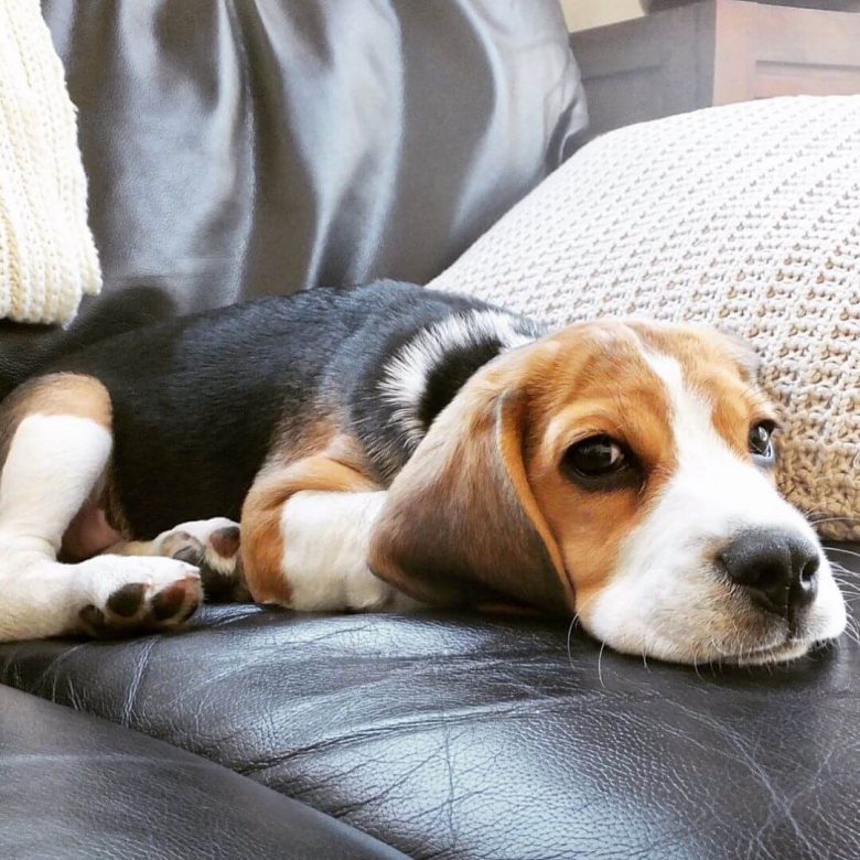 16 Amazing Facts About Beagles You Probably Never Knew - The Dogman