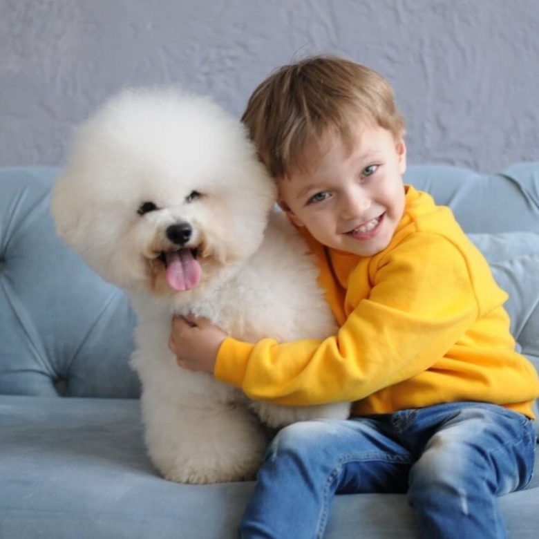 14 Pictures Only Bichon Frise Owners Will Think Are Funny - The Dogman