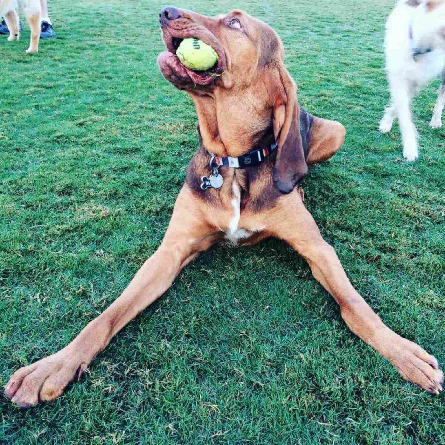 14 Pictures Only Bloodhound Owners Will Think Are Funny - The Dogman