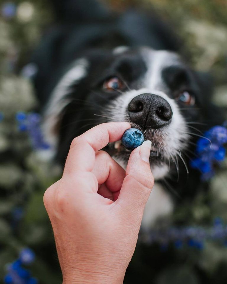 15 Amazing Facts About Border Collies You Probably Never Knew - Page 4 ...