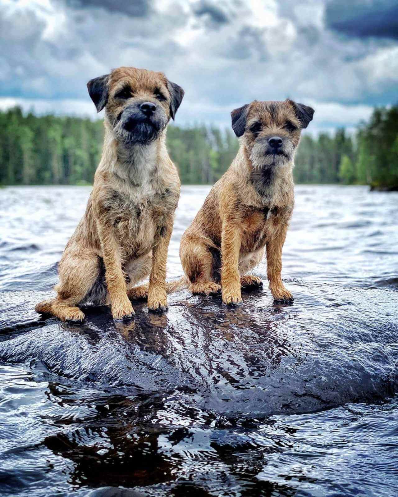 14 Pictures Only Border Terrier Owners Will Think Are Funny - Page 3 of ...