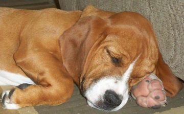 Boxer Dog Mixes: 18 Different Boxer Crossbreeds (With Pictures) - The ...