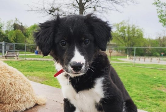 18 Loving Shiba Inu Mixes – The Best Shiba Mix Guide - Page 2 of 4 ...