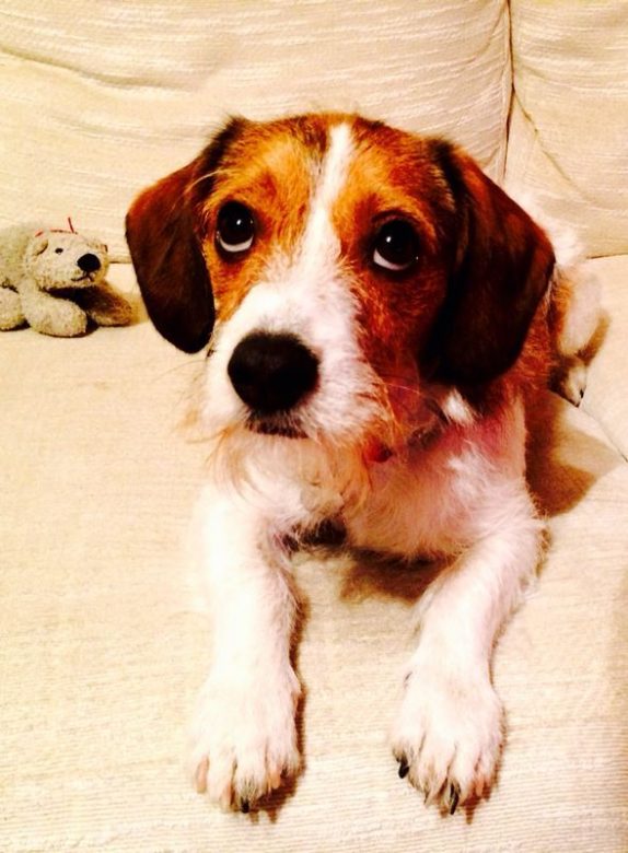 18 Jack Russell Terrier Mixes That Are Absolutely Precious - The Dogman