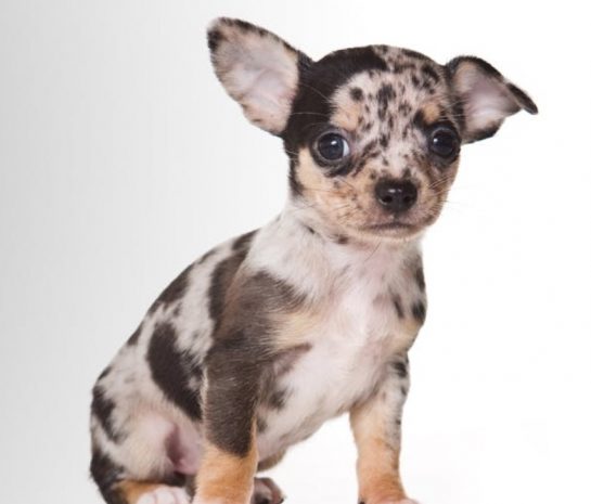 18 Chihuahua Mixes That Will Make You Fall In Love With Mutts - The Dogman