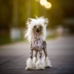 14 Amazing Facts About Chinese Cresteds - The Dogman