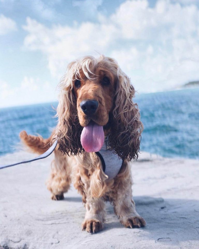 14 Interesting Facts About Cocker Spaniels - The Dogman